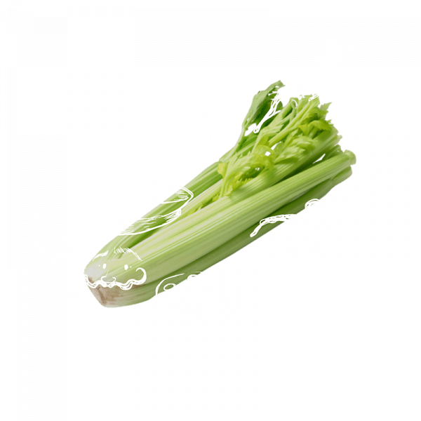 Staudensellerie - Hussnätter Frischgemüse